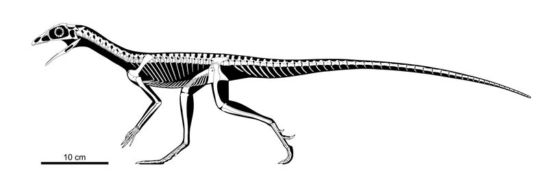 Scientists clarify origins of pterosaurs, the dinosaur era's flying ...